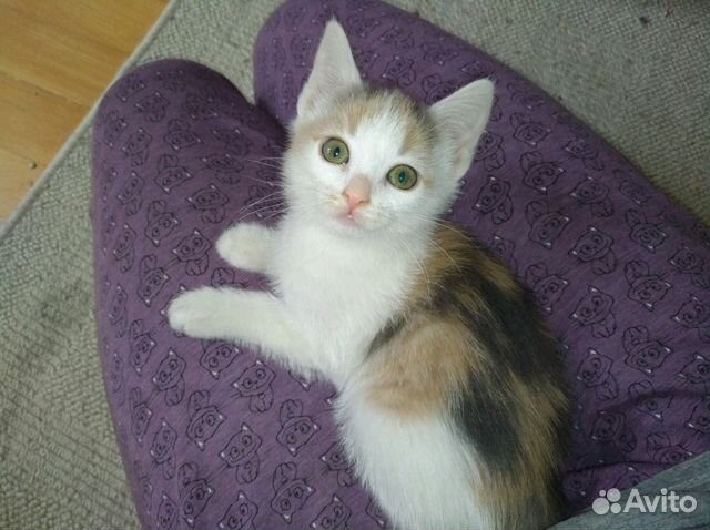 Котики в добрые руки