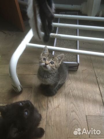 Котенок 1,5мес