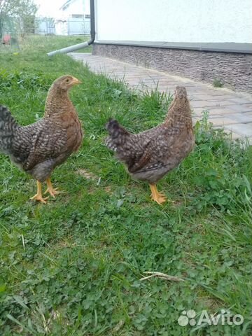 Молодые курочки породы Билифельдер. Петух Юрлов
