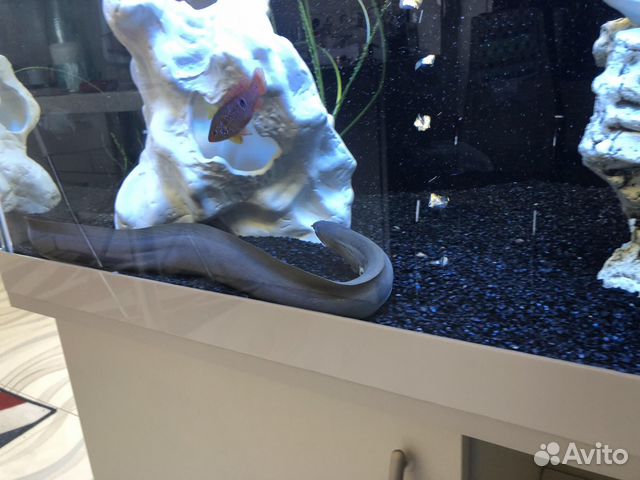 Мурена пресноводная