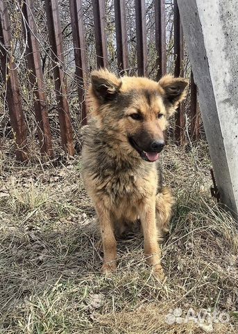 Овчаристая собака, подросток