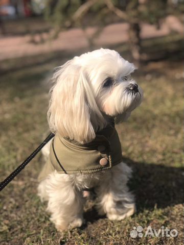 Вязка, мальтезе (мальтийская болонка), мальчик