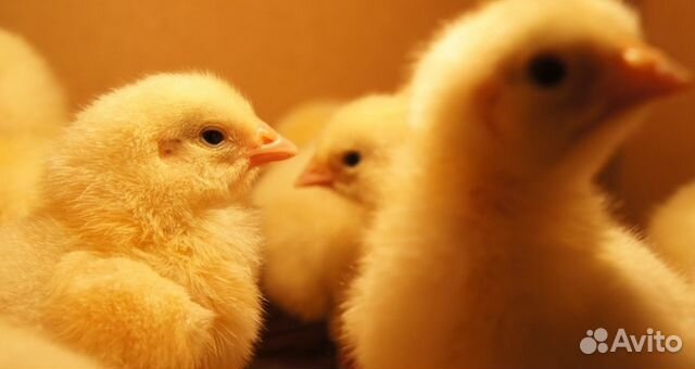 Запись на бройлеров чехия март-апрель