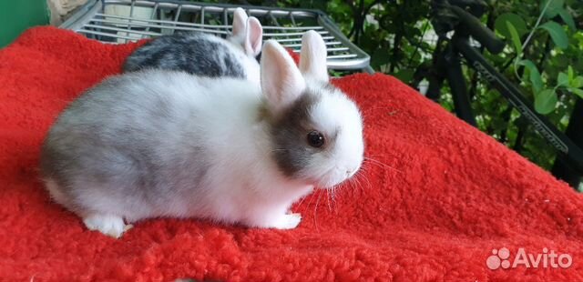 Цветные карликовые кролики