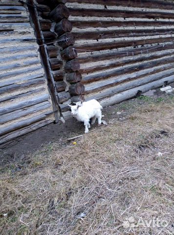 Зааненские козочки