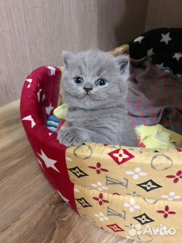 Продам чистокровного британского плюшевого котенка