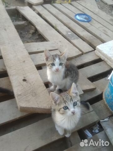 Котята в дар