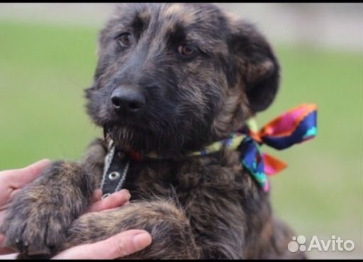 Щенок бородатик