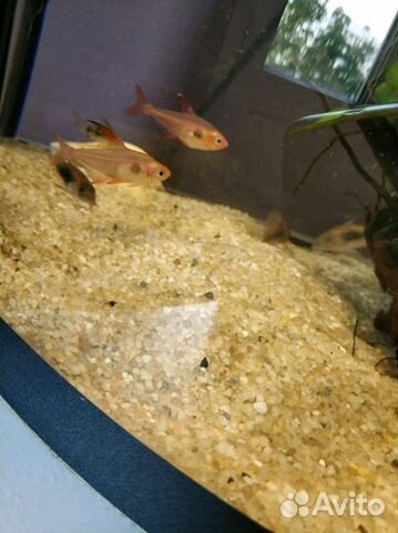 Рыбки аквариумные (орнатус фантом, коридорас)