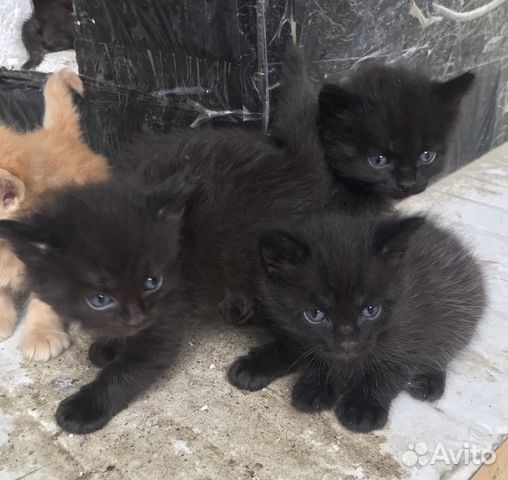 Котята бесплатно