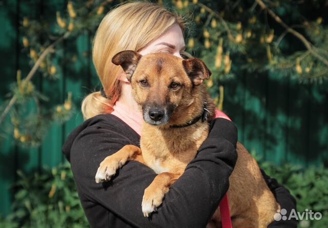 Фантик, 30 см, 3 года