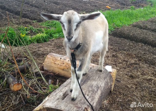 Козлик на племя Жихарево