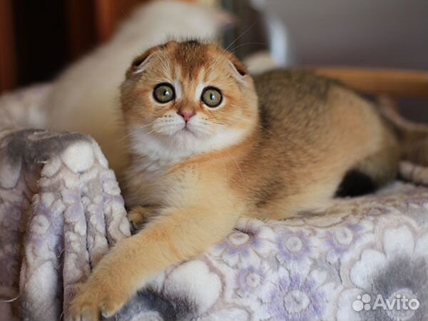Золотая кошечка скоттиш-фолд