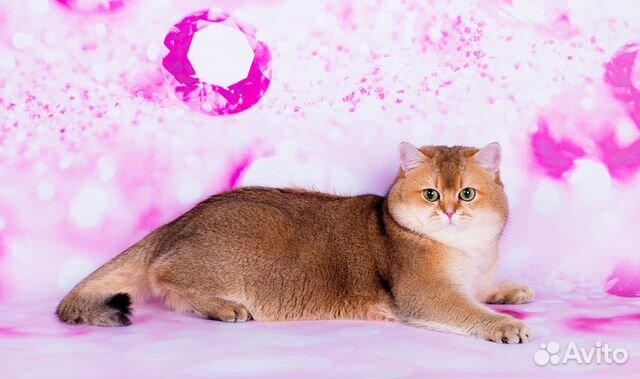 Британские котята драгоценного окраса от Чемпионов