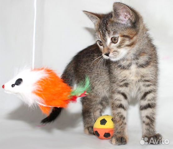 Шалуньи-полосатки 2 мес в добрые руки