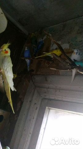 Попугаи волнистые