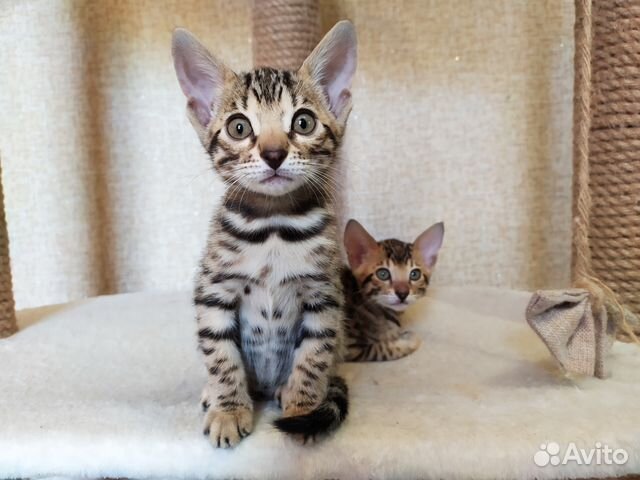 Настоящие бенгальские котята из питомника