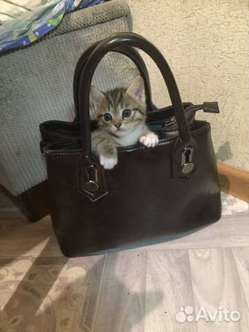Сноу-шу метис котенок