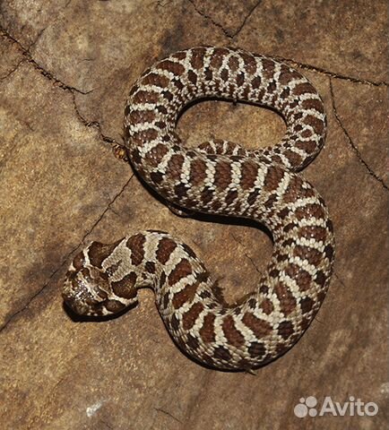 Змея Свиноносый уж