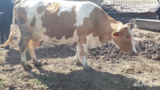 Продажа коров