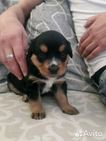 Отдам щенков. Помесь ротвейлера