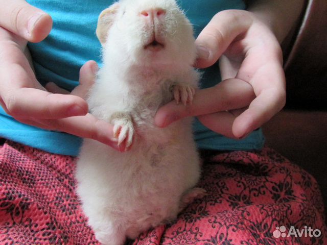 Малыш тедди 1 месяц