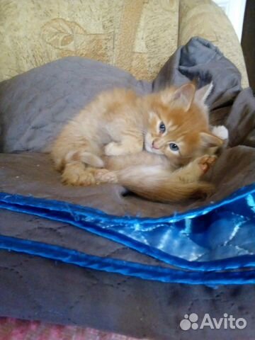 Котенок- лисенок девочка, 1,5мес