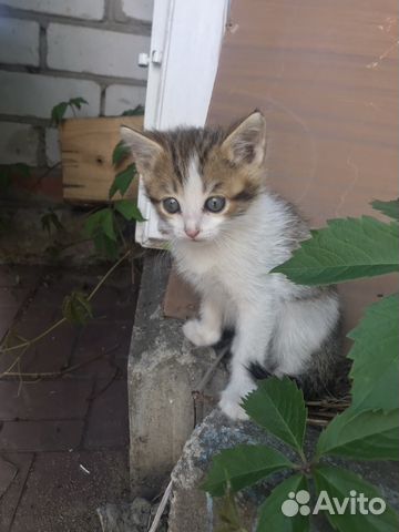 Кошка, мышеловка в хорошие руки