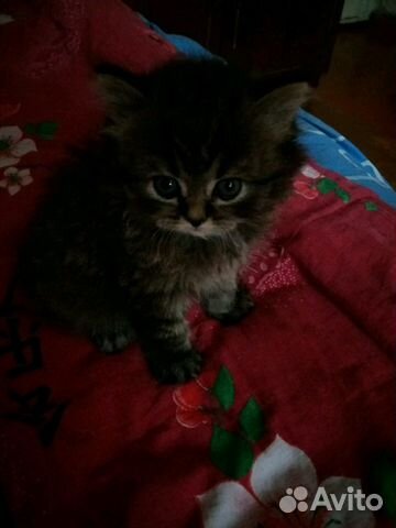 Шотландский прямоухий котенок