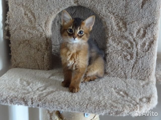 Сомалийские котята