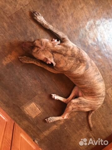 Продам щенка девочку питбуля