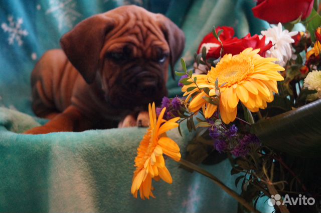 Щенки кане корсо из племенного питомника