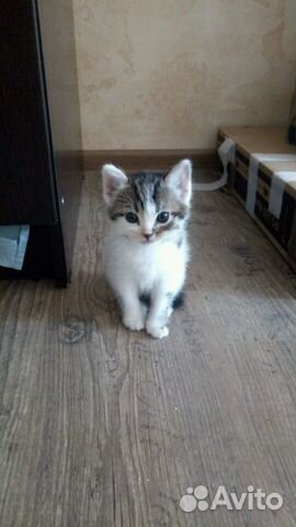 Трёхцветный котёнок мальчик