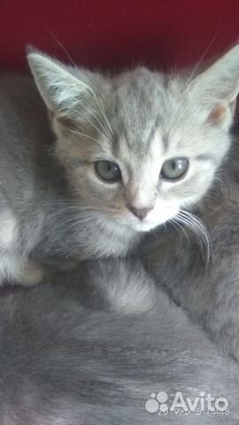 Шотландские малышки