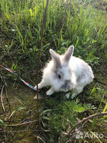 Отдадим Кролика (девочка) в добрые руки