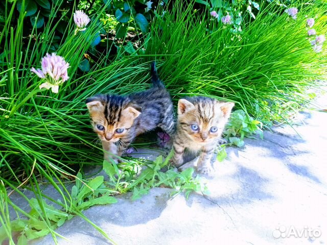Вислоухие котята