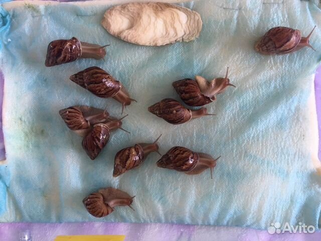 Ахатины пантеры