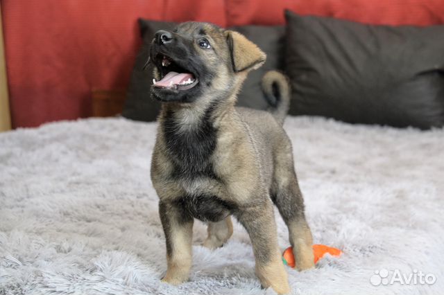 Щенок девочка 2 месяца Муха