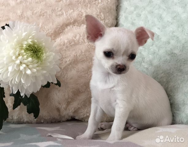 Кроткий, милый мальчик чихуахуа