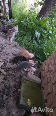 Отдам котят в добрые руки.Котята смесь британца и