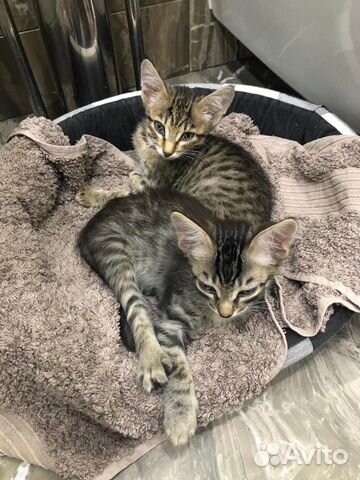 Малышам нужен дом