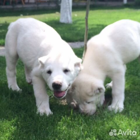 Сао щенки девочки
