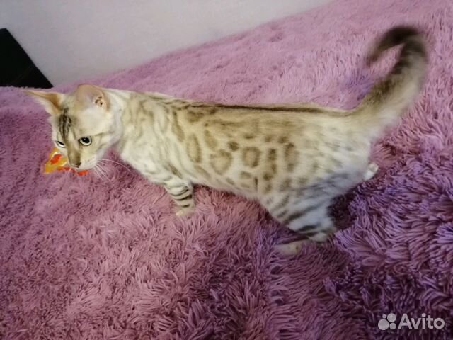 Отдам снежную бенгальскую кошечку в добрые руки