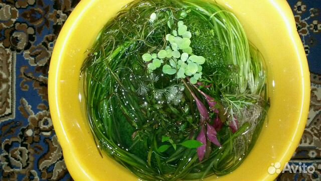 Растения прополка