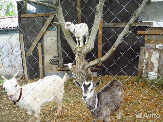 Козы, козлята