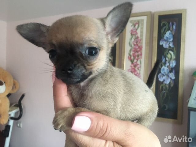 Крошка на ладошке