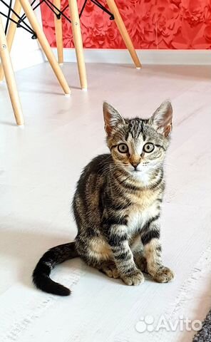 Игривый непоседа Гоша ищет любящих хозяев