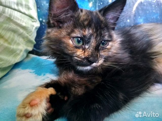 Котенок