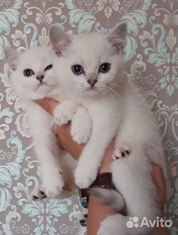 Британские котятки окрас шиншилла пойнт с синими г