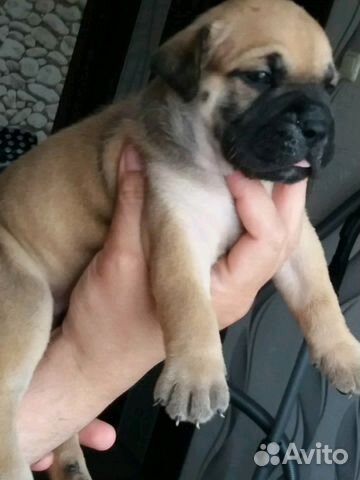 Ка де бо(щеночек 3 недели)